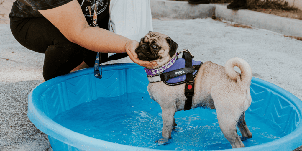 Pet Summer Pet Safety Tips: A Little Thought and Planning